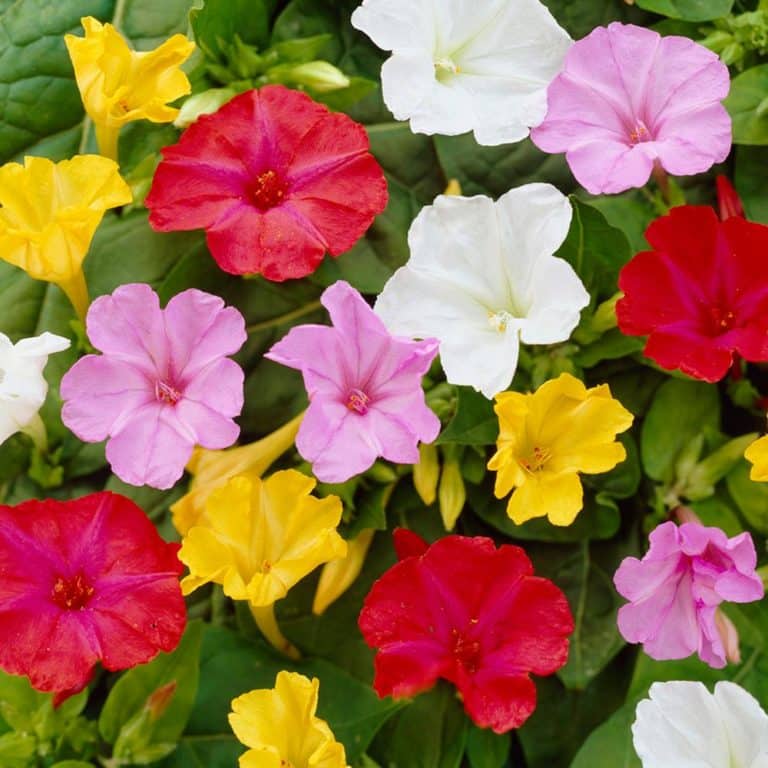 Bulbi de lacramioare margaritar roze 5 bulbi pe pachet - Bulbi Flori