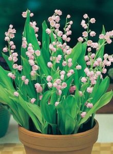 Bulbi de lacramioare margaritar roze 5 bulbi pe pachet 🌱| Bulbi-Flori.ro