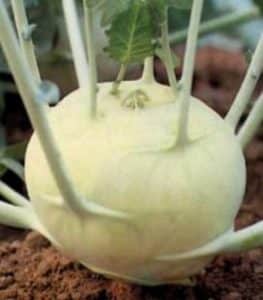 seminte de legume profesionale - Bulbi Flori