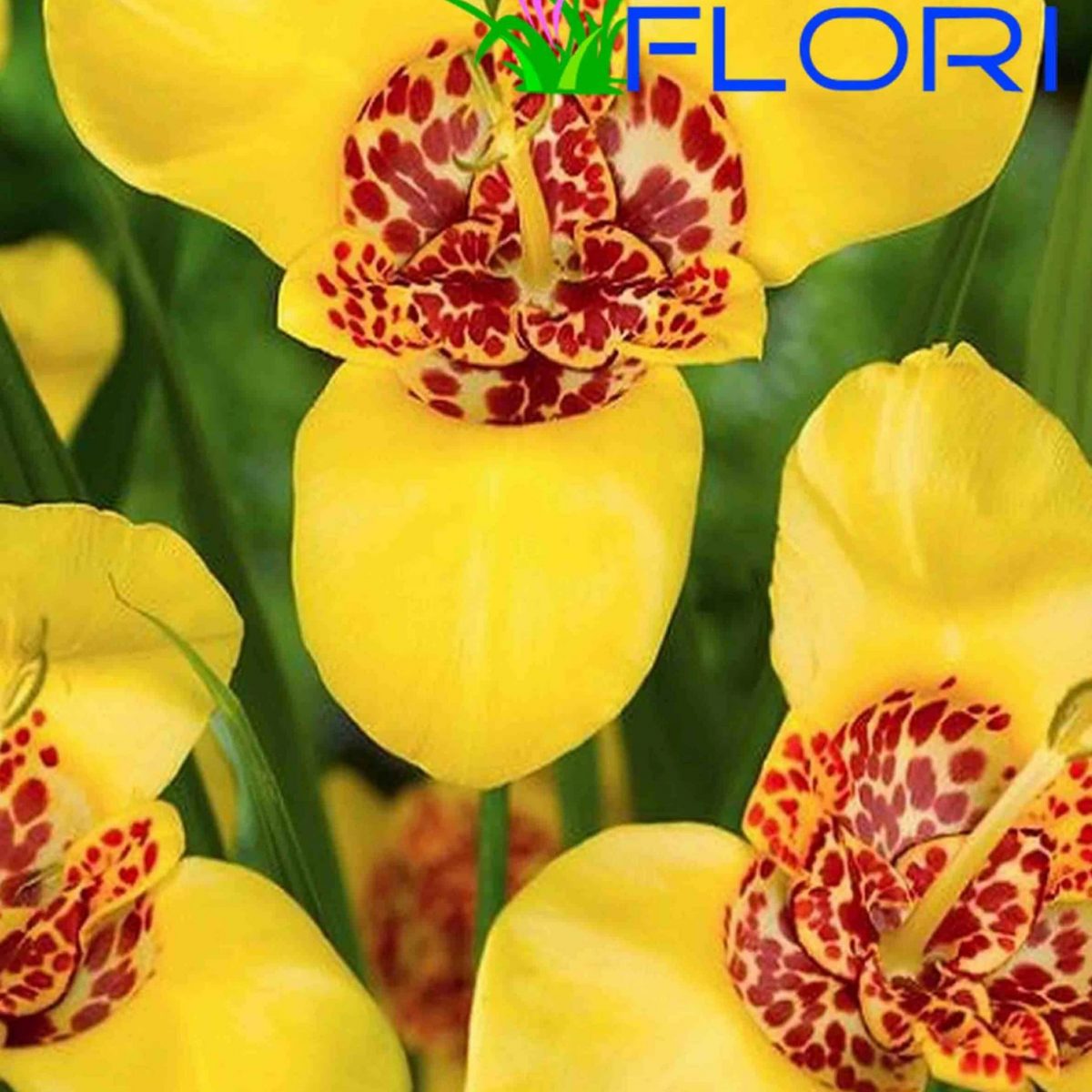 orhidee de gradina bulbi - Bulbi Flori