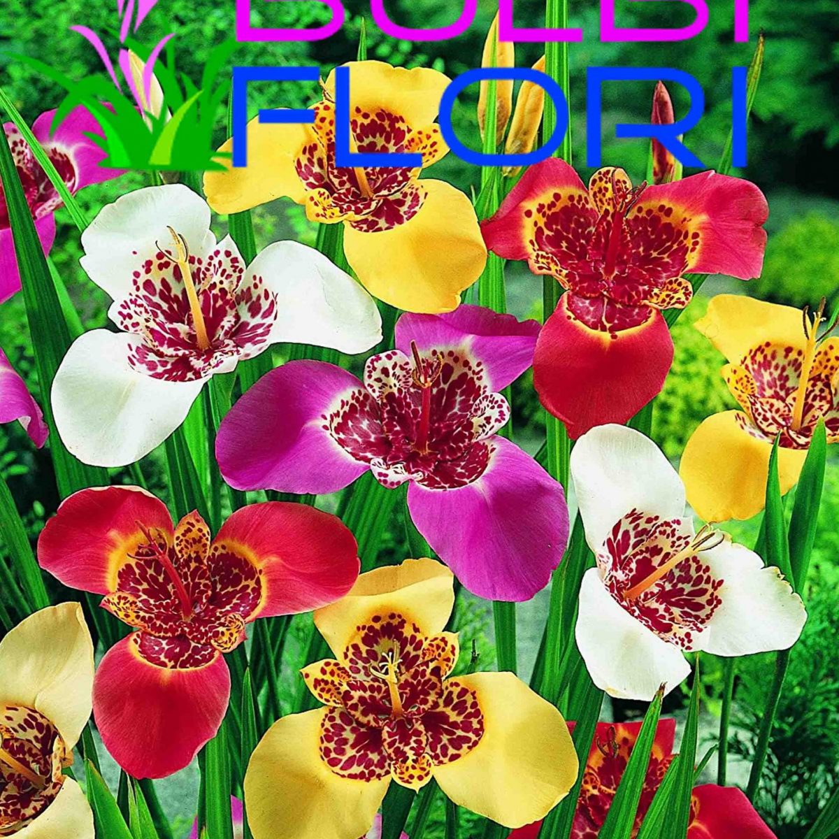 diverse produse noi - Bulbi Flori