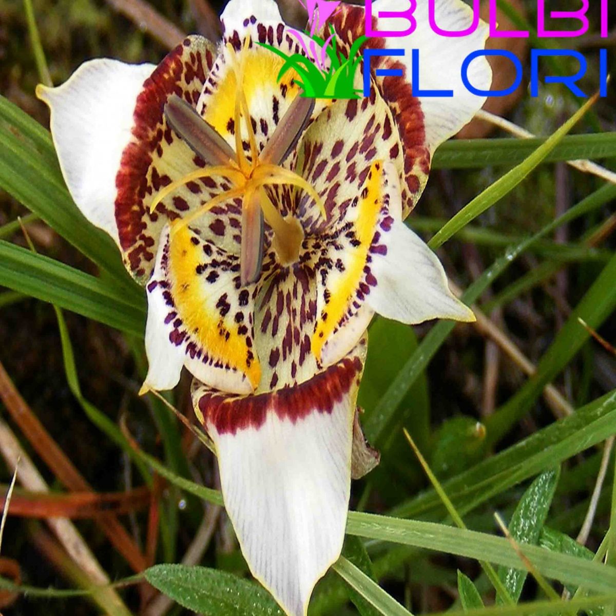 orhidee de gradina bulbi ⭐️ Calitate Premium & Livrare Rapidă