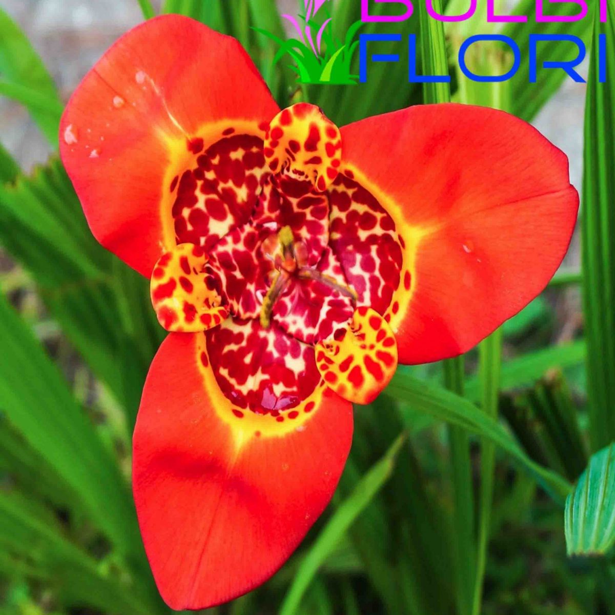 orhidee de gradina bulbi - Bulbi Flori