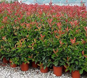 Fotinia red robin Photinia 80-100+ Cm 🌱| Bulbi-Flori.ro