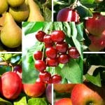 Pomi fructiferi - Bulbi Flori