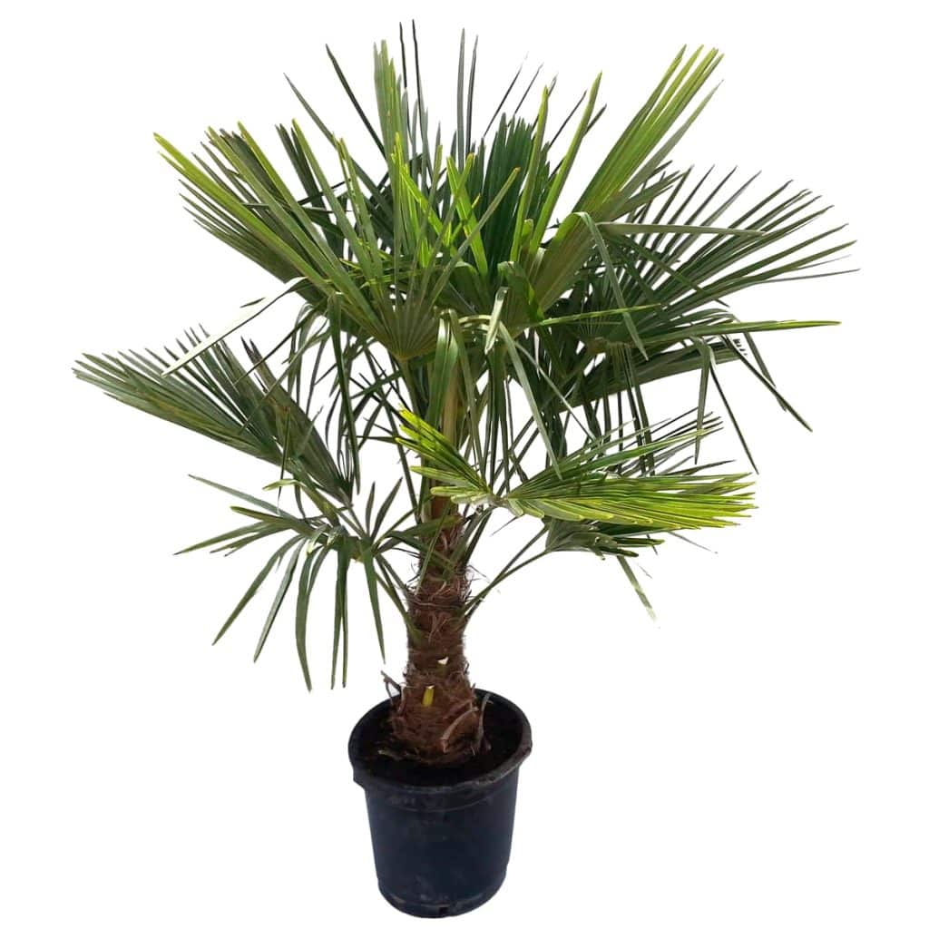 Palmier Chamaerops Excelsa (rezistent la -20 de grade) inaltime 100-120 ...