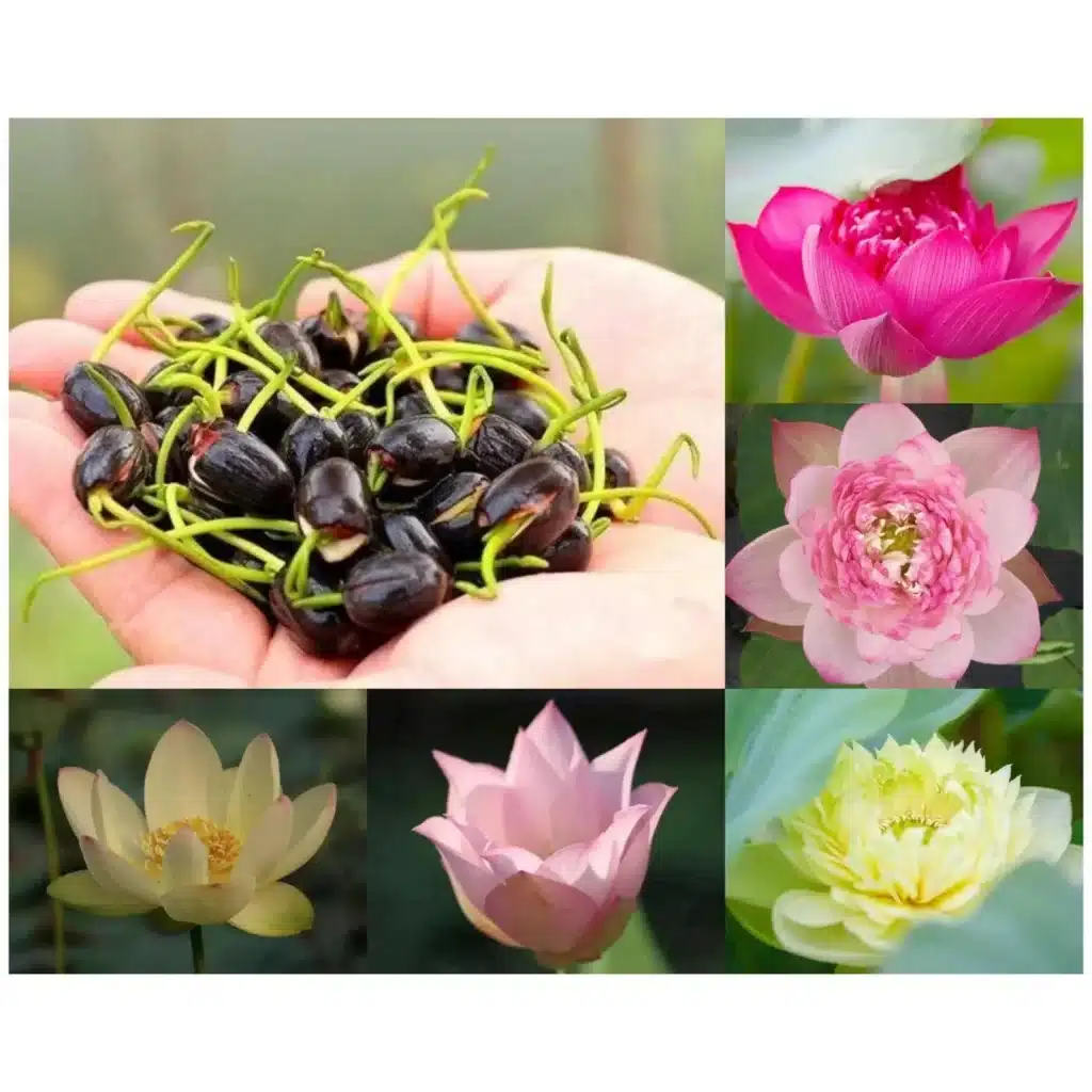 Seminte Lotus: Pachet Deluxe cu 5 Culori Unice - Bulbi Flori