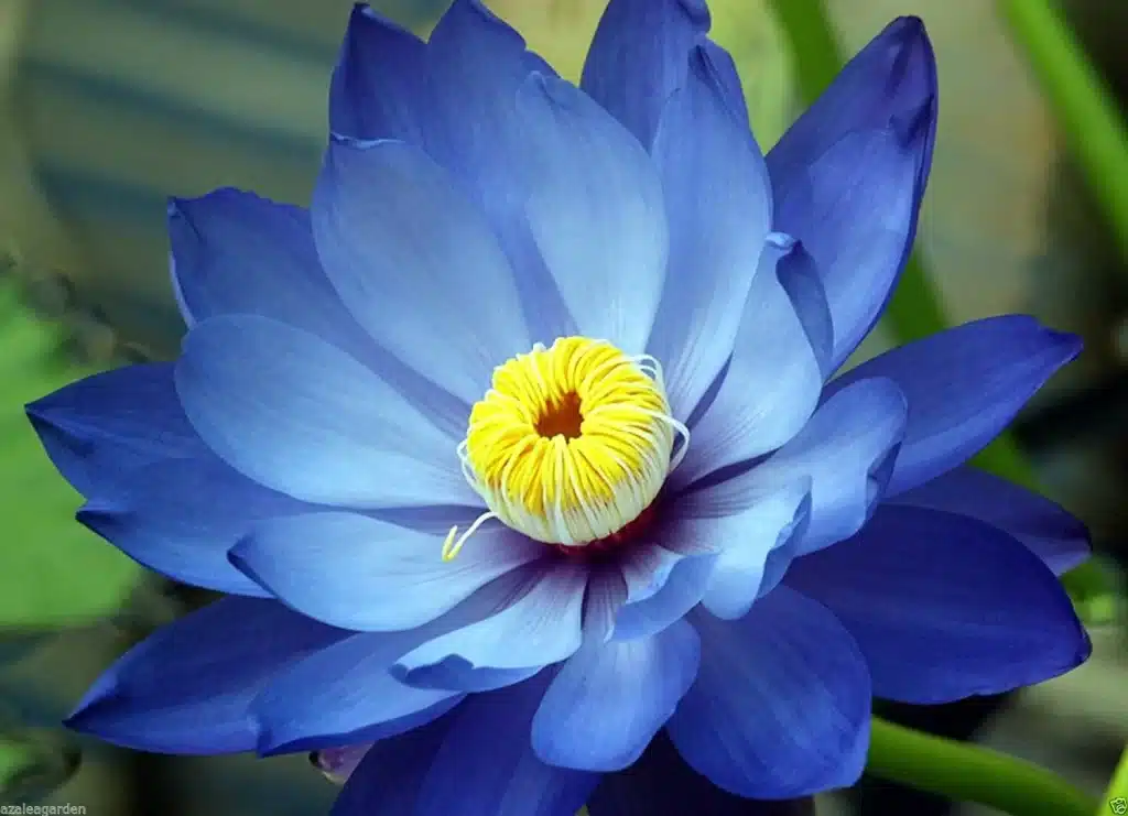 Lotus Albastru Azur – Nelumbo Blue Star 🌱| Bulbi-Flori.ro